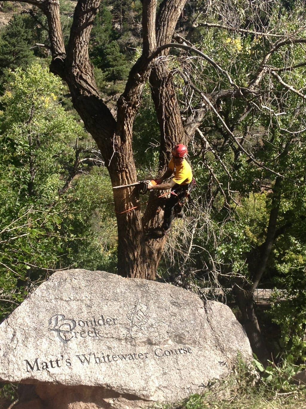 Extensive Boulder, CO Tree Care Photo Gallery