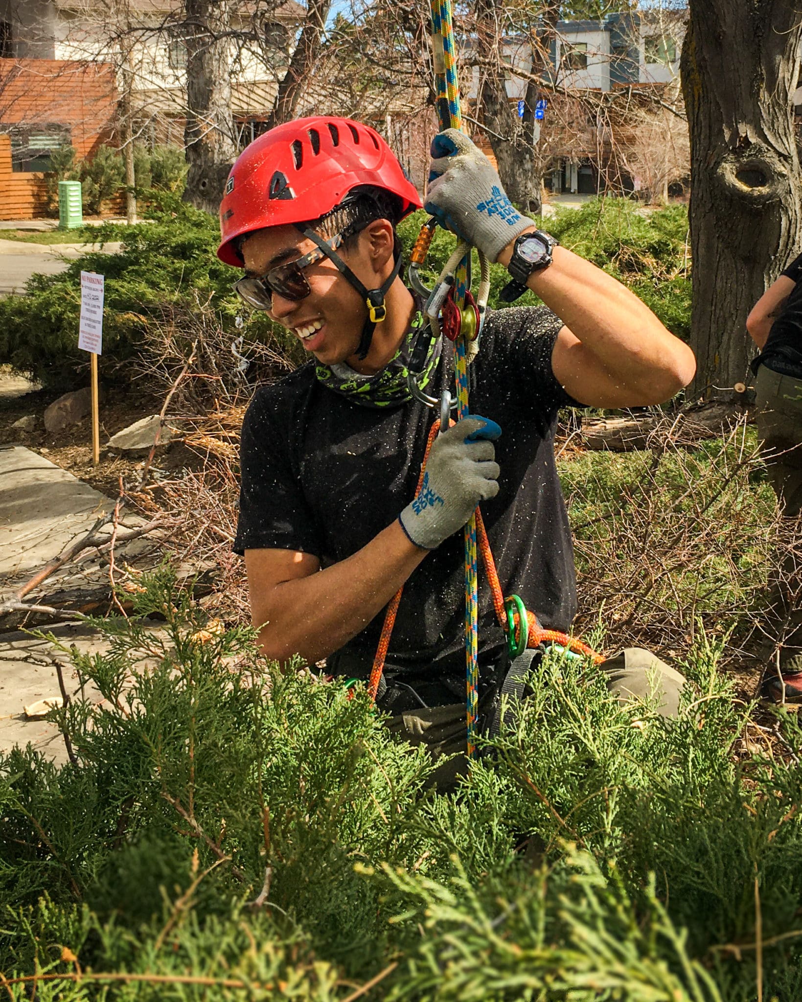 Extensive Boulder, CO Tree Care Photo Gallery
