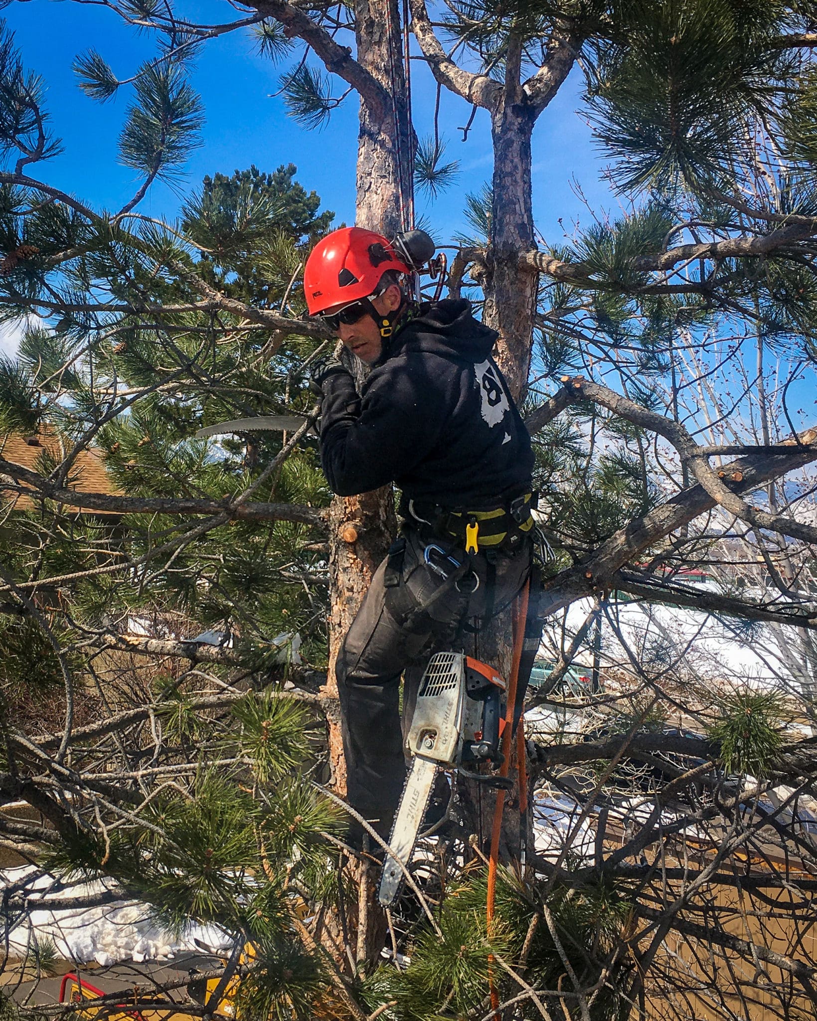Extensive Boulder, CO Tree Care Photo Gallery